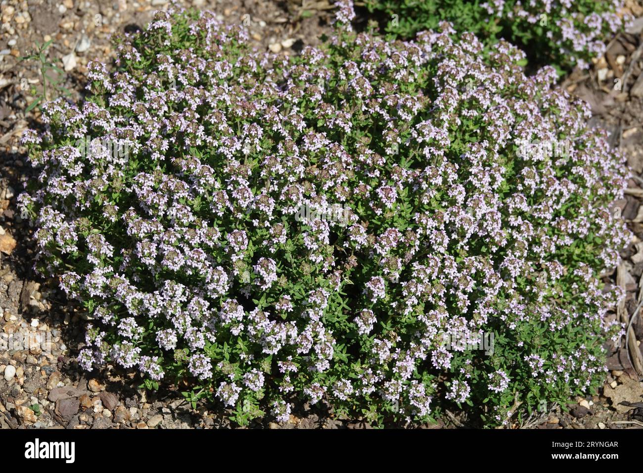 Thymus tiflisiensis hi-res stock photography and images - Alamy