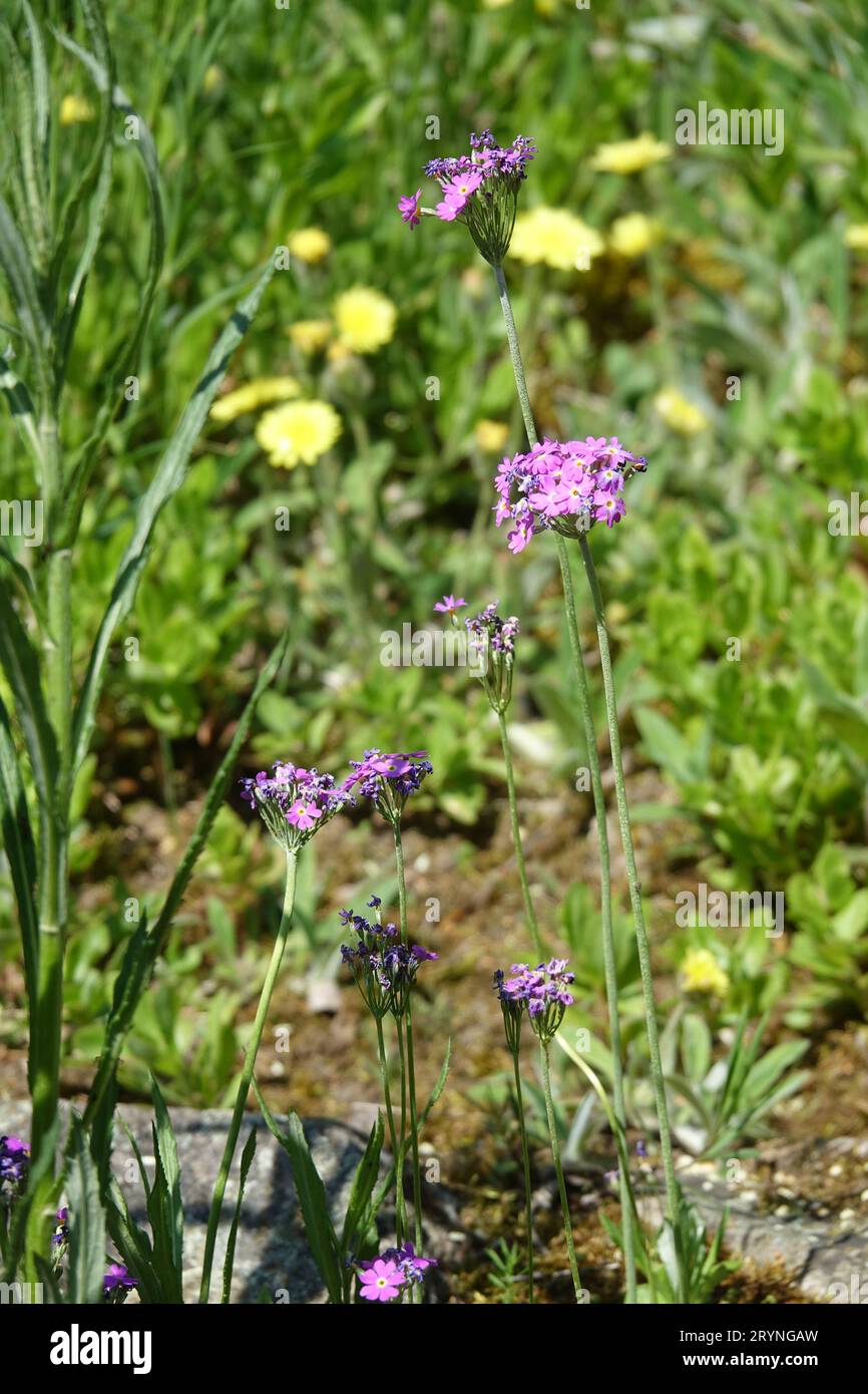 Primula farinosa, birdseye-primrose Stock Photo - Alamy