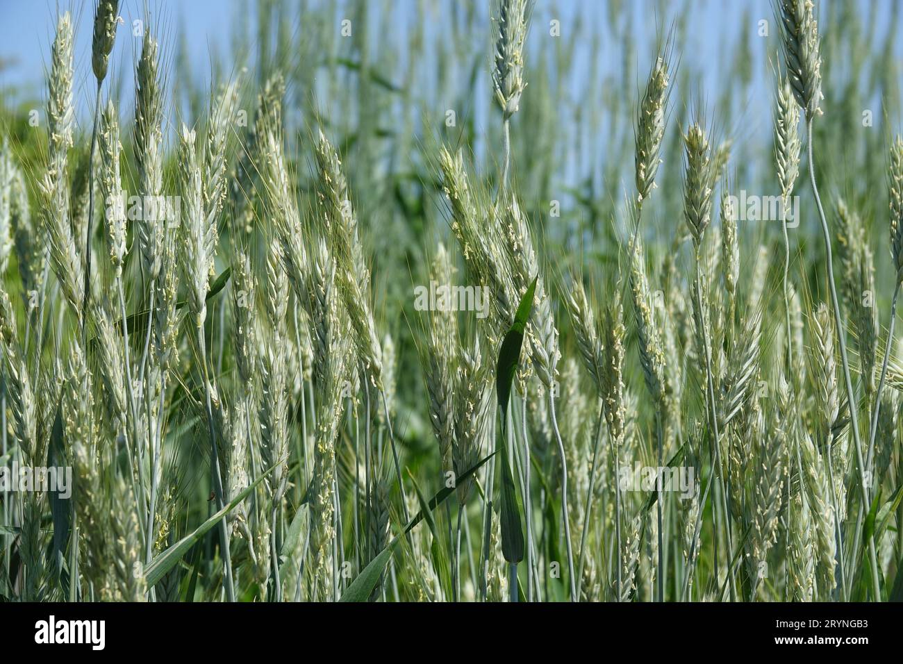 Triticum polonicum, Polish wheat Stock Photo - Alamy