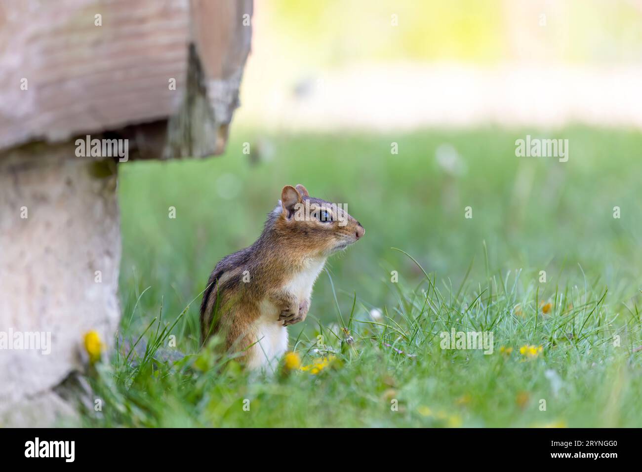 The eastern chipmunk (Tamias striatus Stock Photo - Alamy