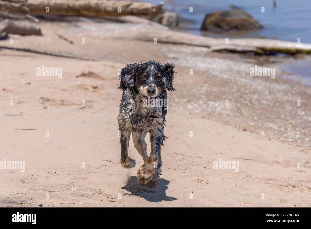 Wet dog head hi-res stock photography and images - Alamy