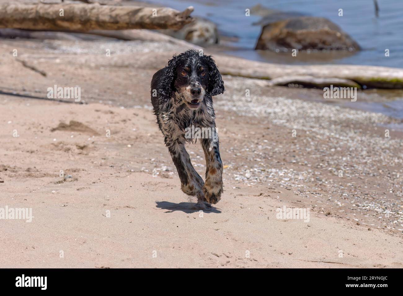 Wet dog doggy hi-res stock photography and images - Alamy
