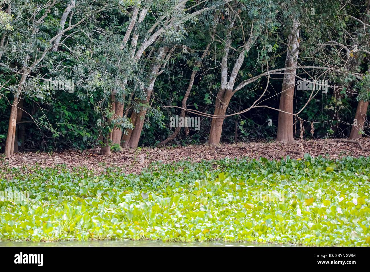 Lagoon edge with water plants, dry foliage and trees with water marks ...