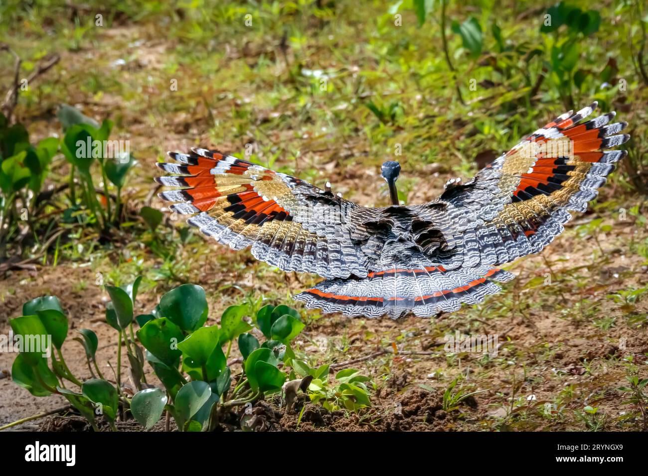 Sunbittern wing hi-res stock photography and images - Alamy