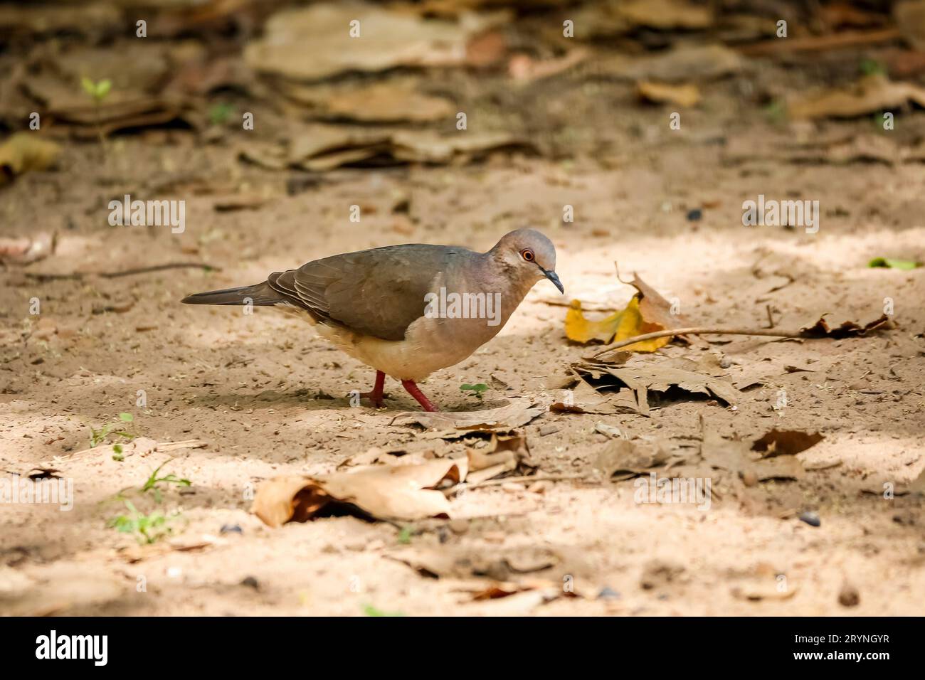 Long-tailed Ground Dove foraging on sandy ground in shady forest ...