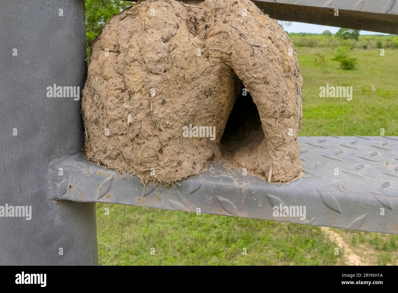 Clay nest of a Rufous Hornero built on the steps of an obersavtion ...