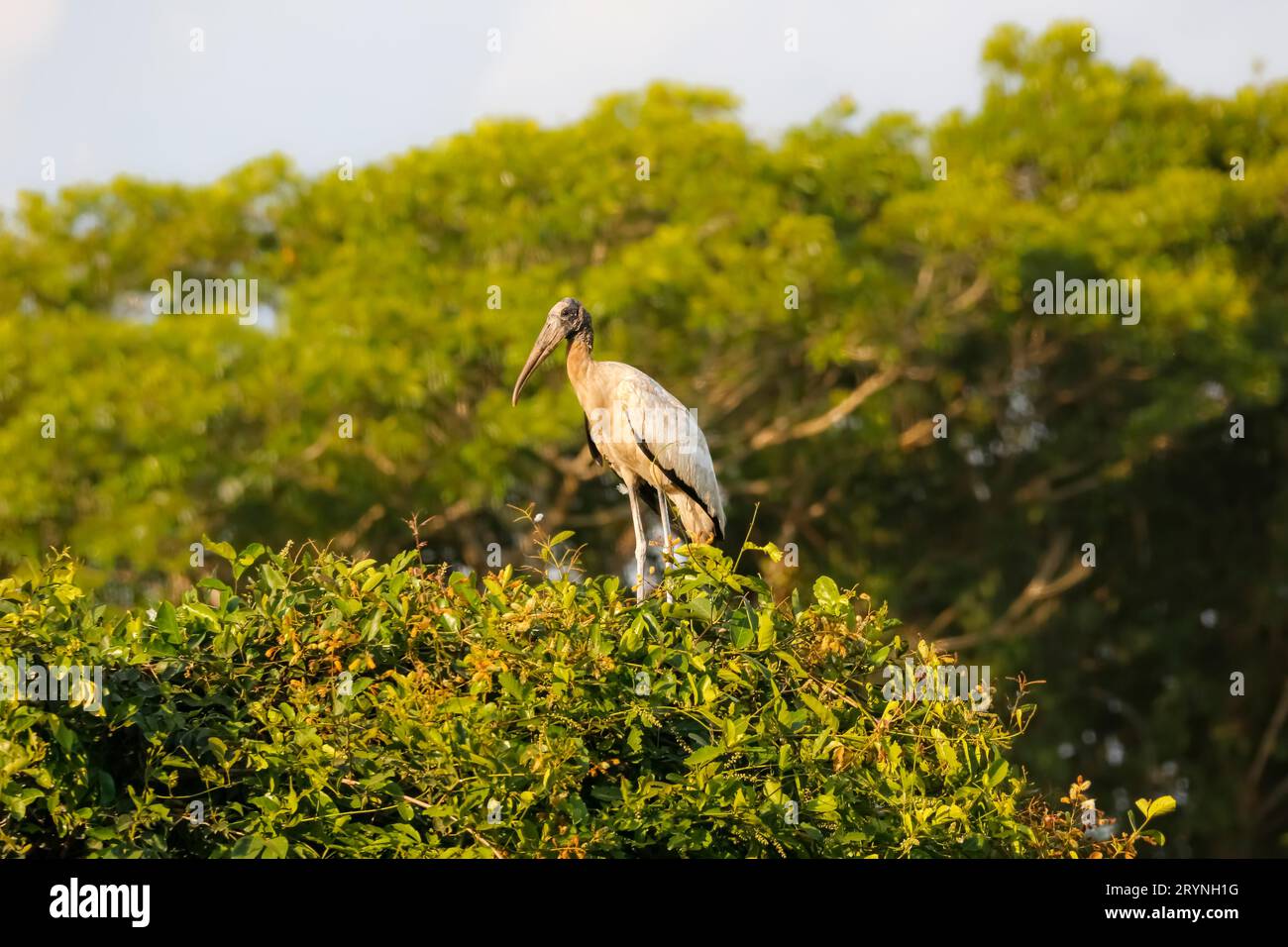 Wood stork perched in a tree top against green background, Pantanal ...