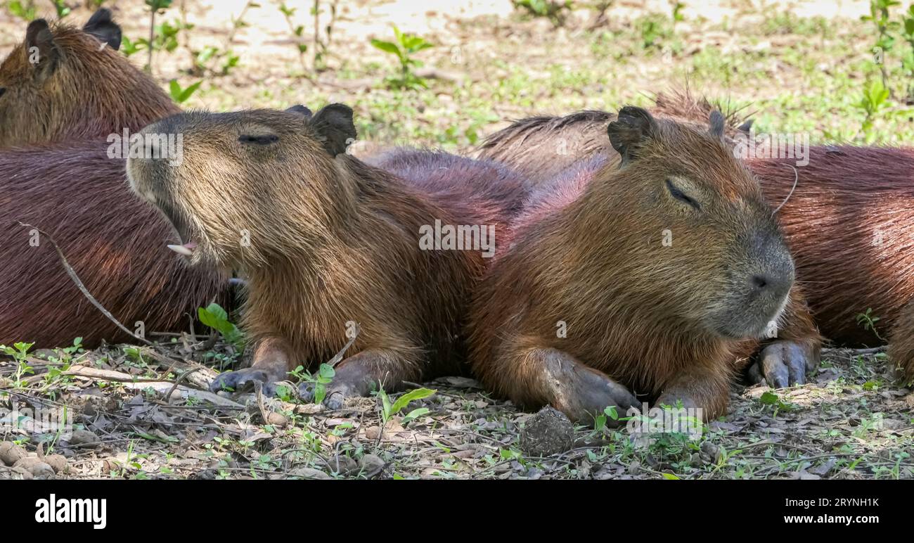 Close-up of a group of Capybara resting in the shadow on grass, two ...
