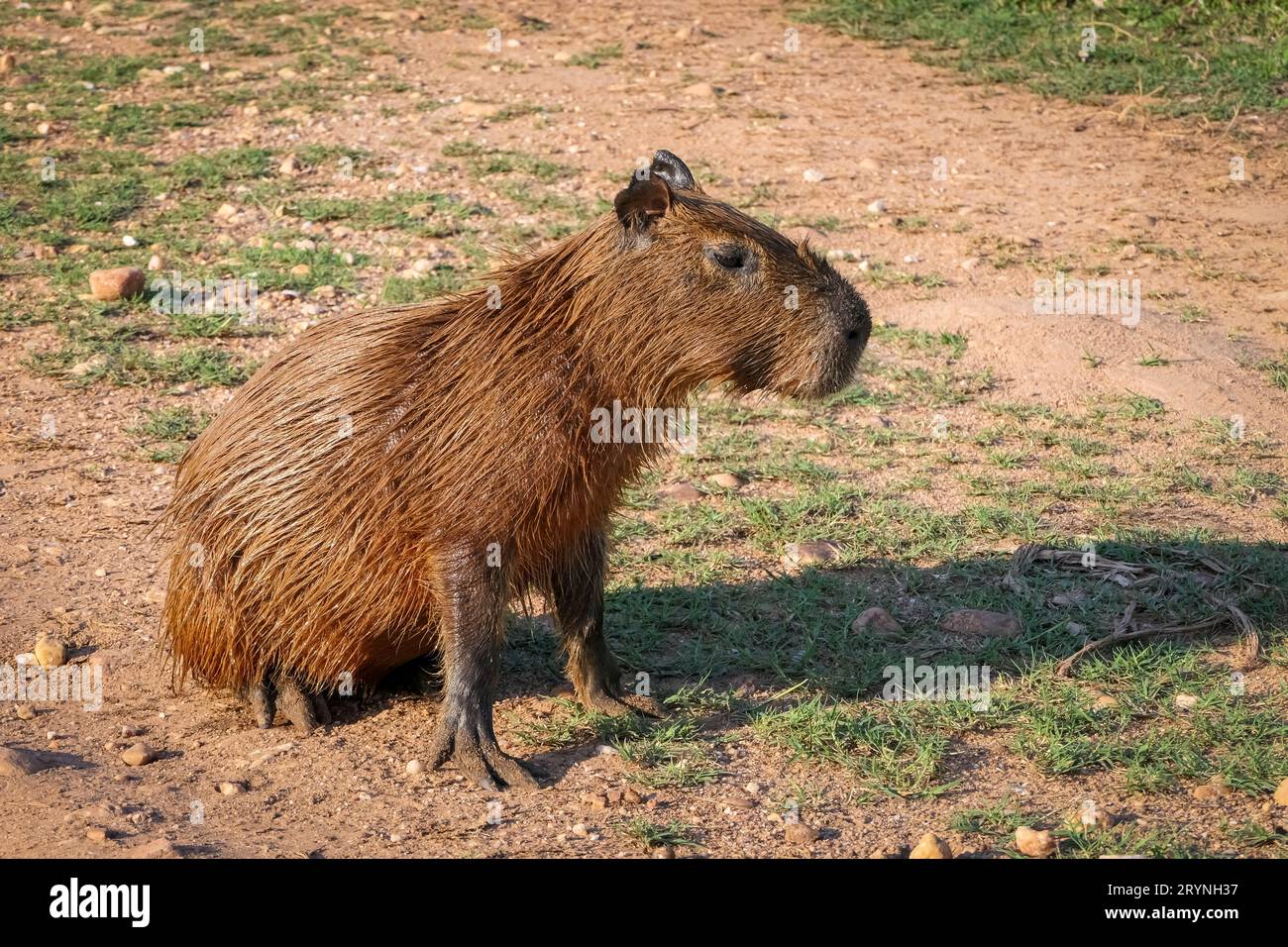 Cute capybara hi-res stock photography and images - Alamy