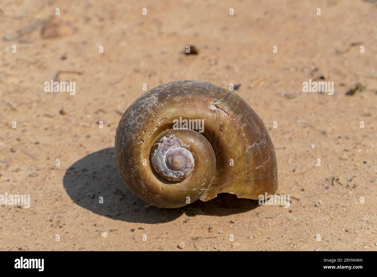 Brown snail shell on sandy ground, Pantanal Wetlands, Mato Grosso ...