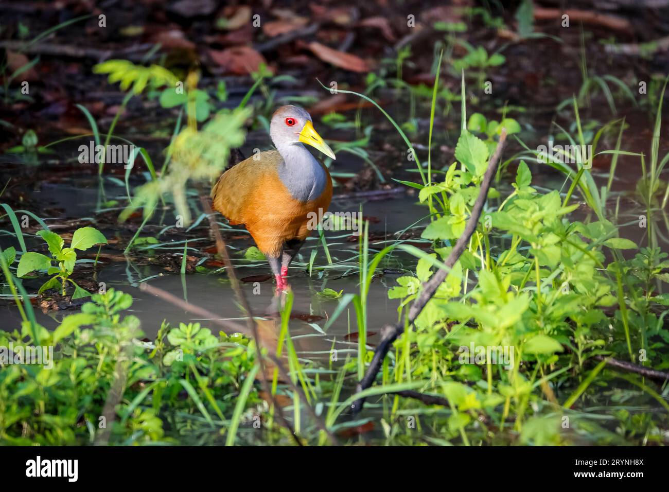 Close-up of a colorful Grey-necked wood rail foraging in water in ...