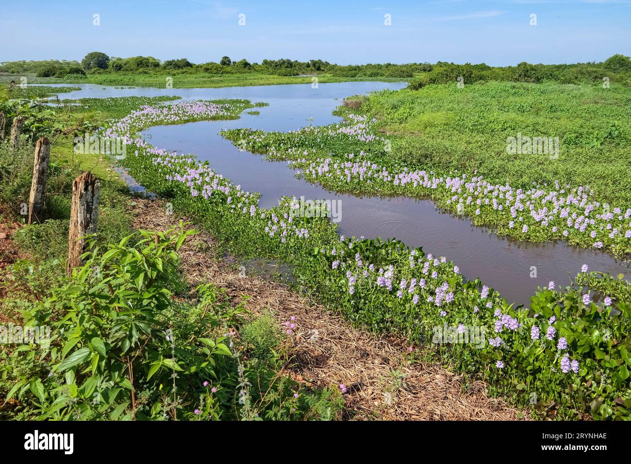 View to a lagoon with water plants in sunshine meandering through the ...
