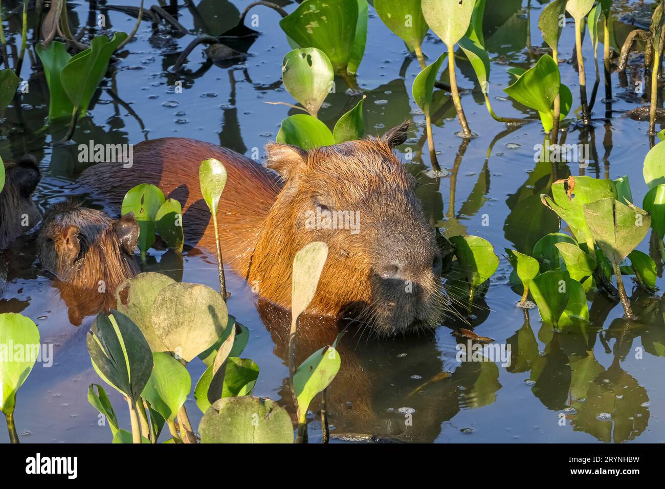 Close-up of a Capybara mother with a cute baby swimming in water between water hyacinths in ...
