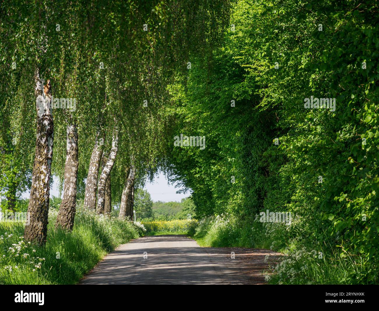 Spring time in the german muensterland Stock Photo - Alamy