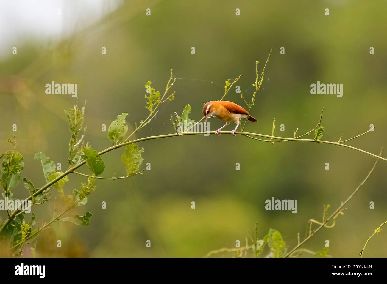 Pale-legged Hornero perched on a branch, looking down, against natural ...