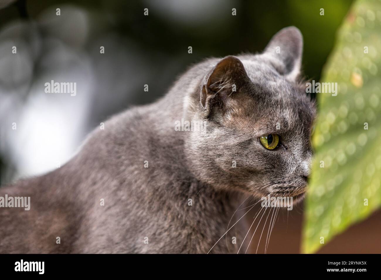 Cat in Sierra Nevada National Park in Colombia Stock Photo - Alamy