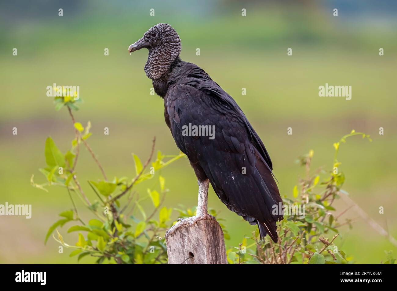 Side view of a Black vulture against green background, Pantanal ...