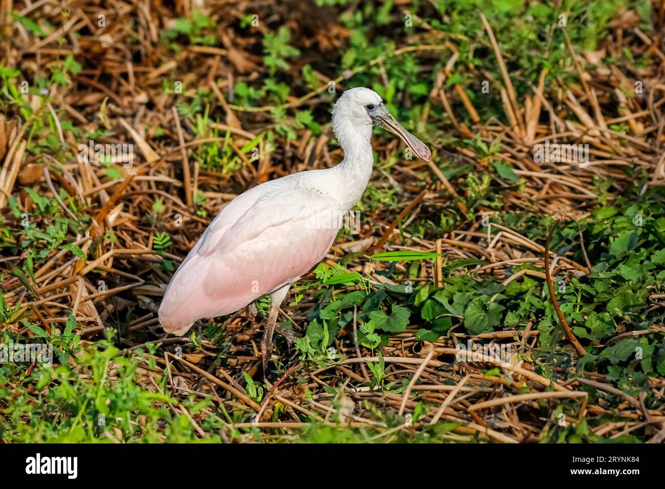 Side view of a Roseate Spoonbill against brown natural background ...