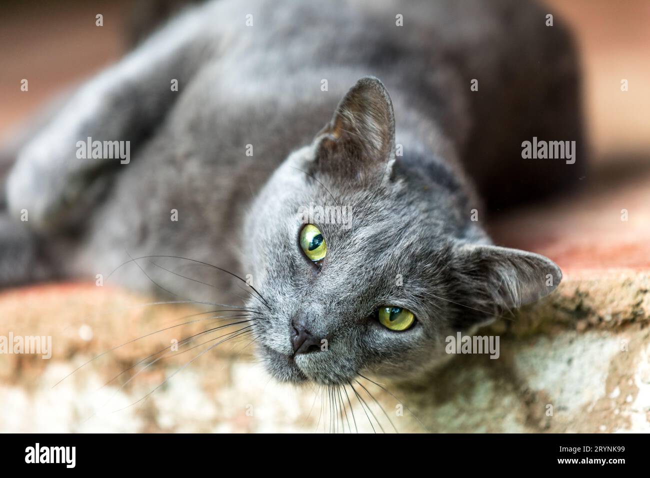 Cat in Sierra Nevada National Park in Colombia Stock Photo - Alamy