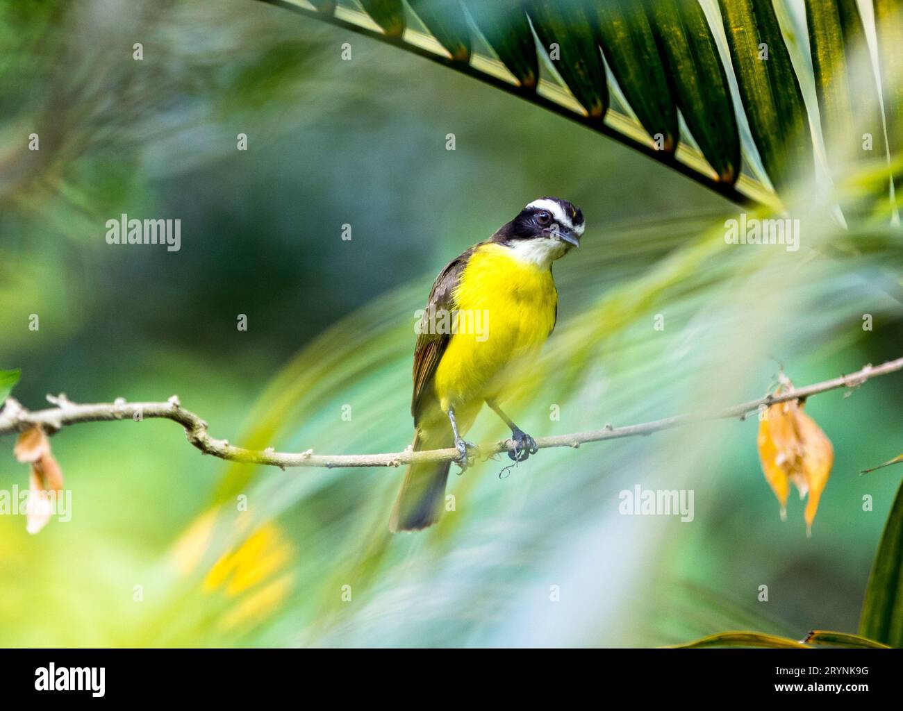 Bird of Colombia Stock Photo - Alamy