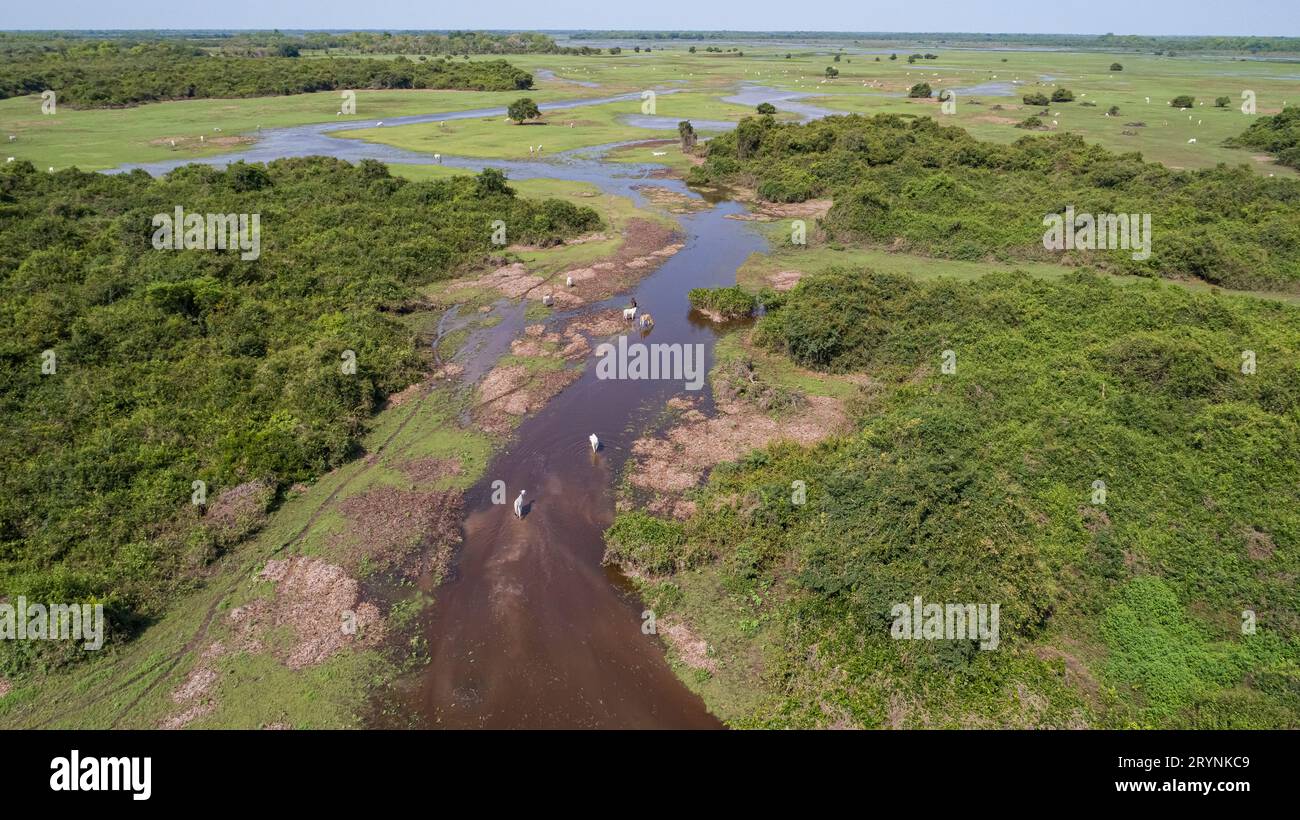 Aerial shot of typical Pantanal Wetlands landscape with cattle grazing ...