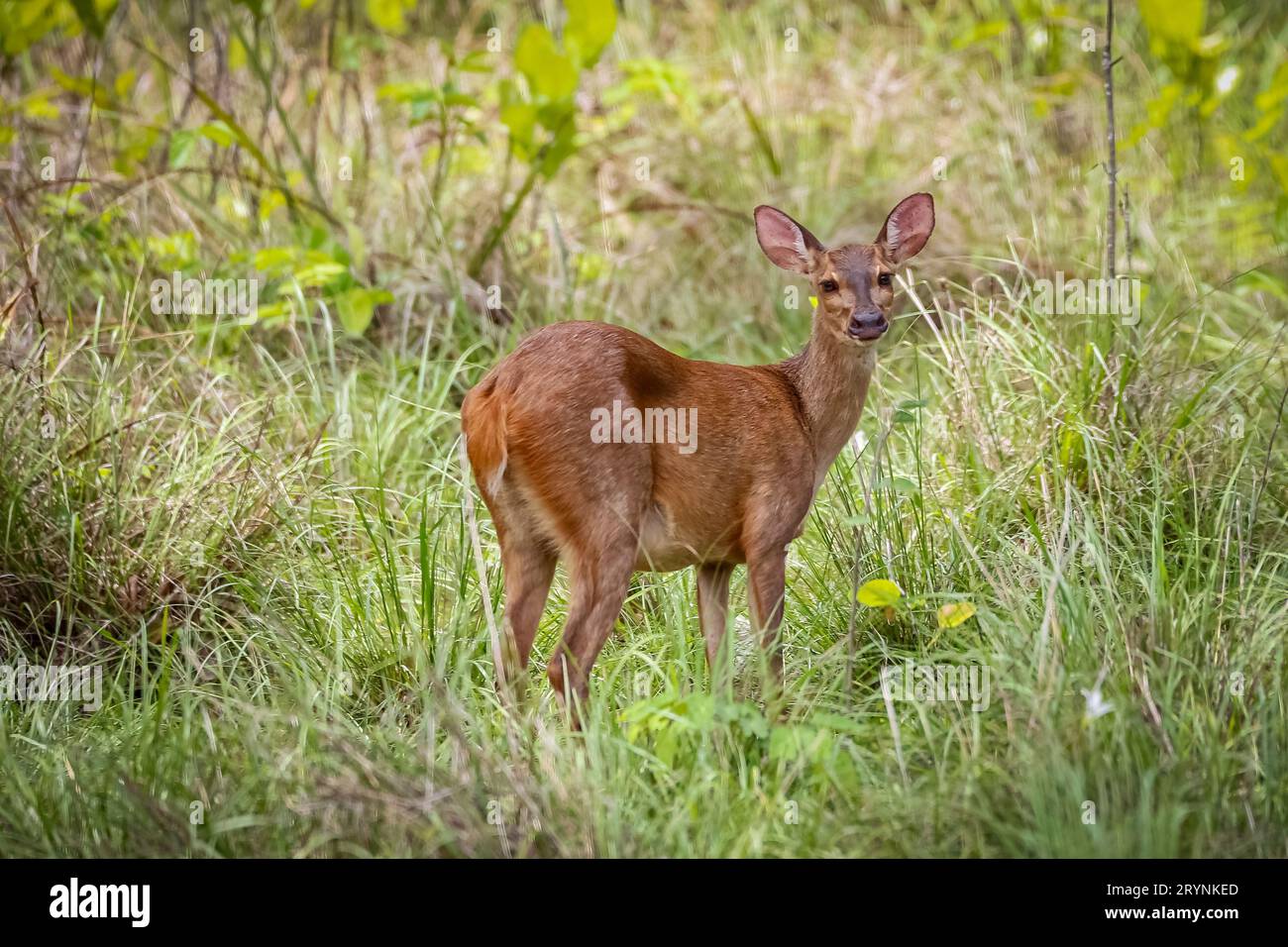 Red Brocket deer in high green grass, facing camera, Pantanal Wetlands ...