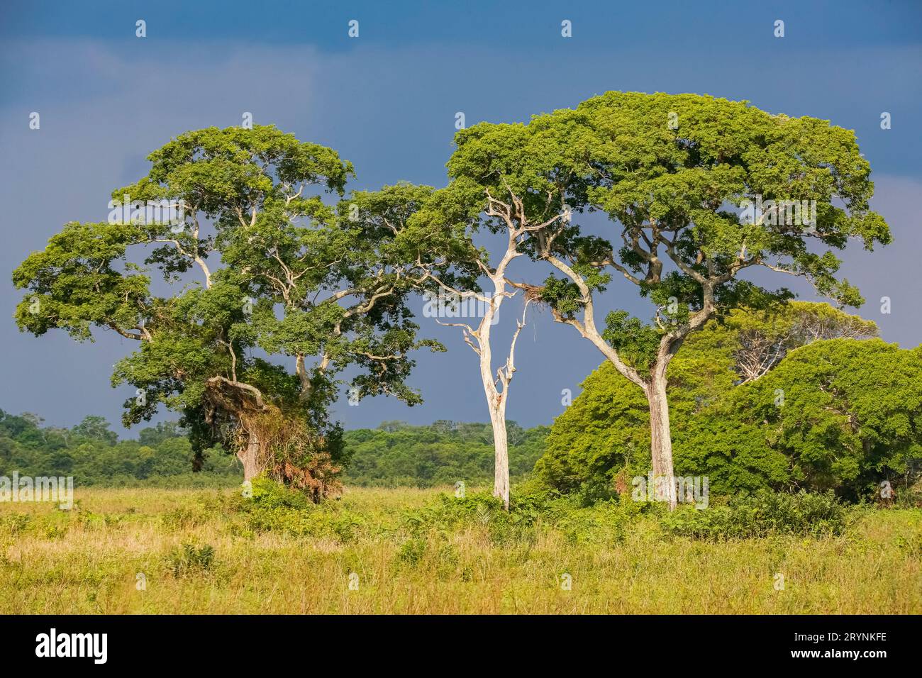 Dark meadow blue hi-res stock photography and images - Alamy
