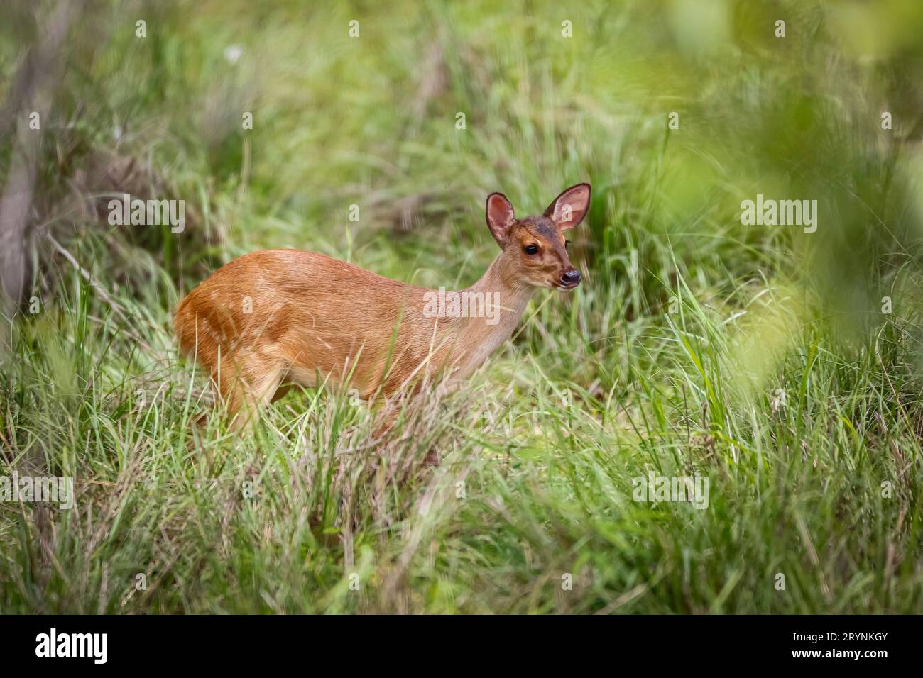 Red Brocket deer in high green grass, Pantanal Wetlands, Mato Grosso ...