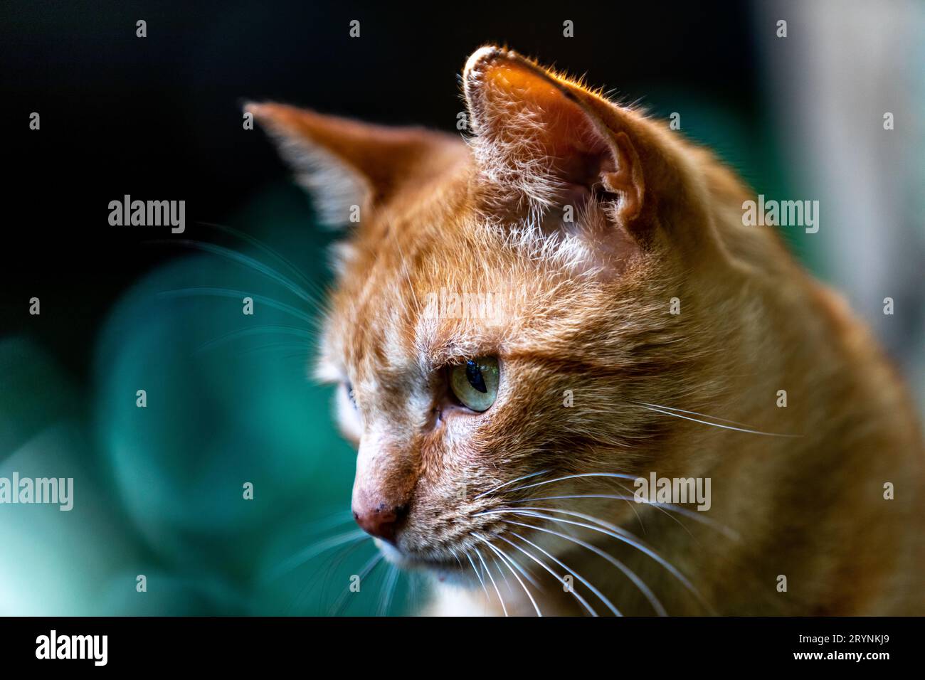 Cat in Sierra Nevada National Park in Colombia Stock Photo - Alamy