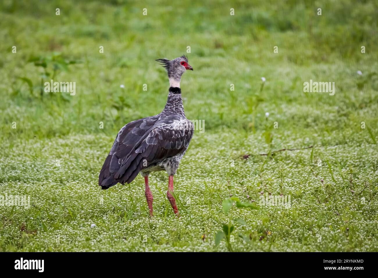 Beautiful Southern Screamer on a lush green meadow from the back ...