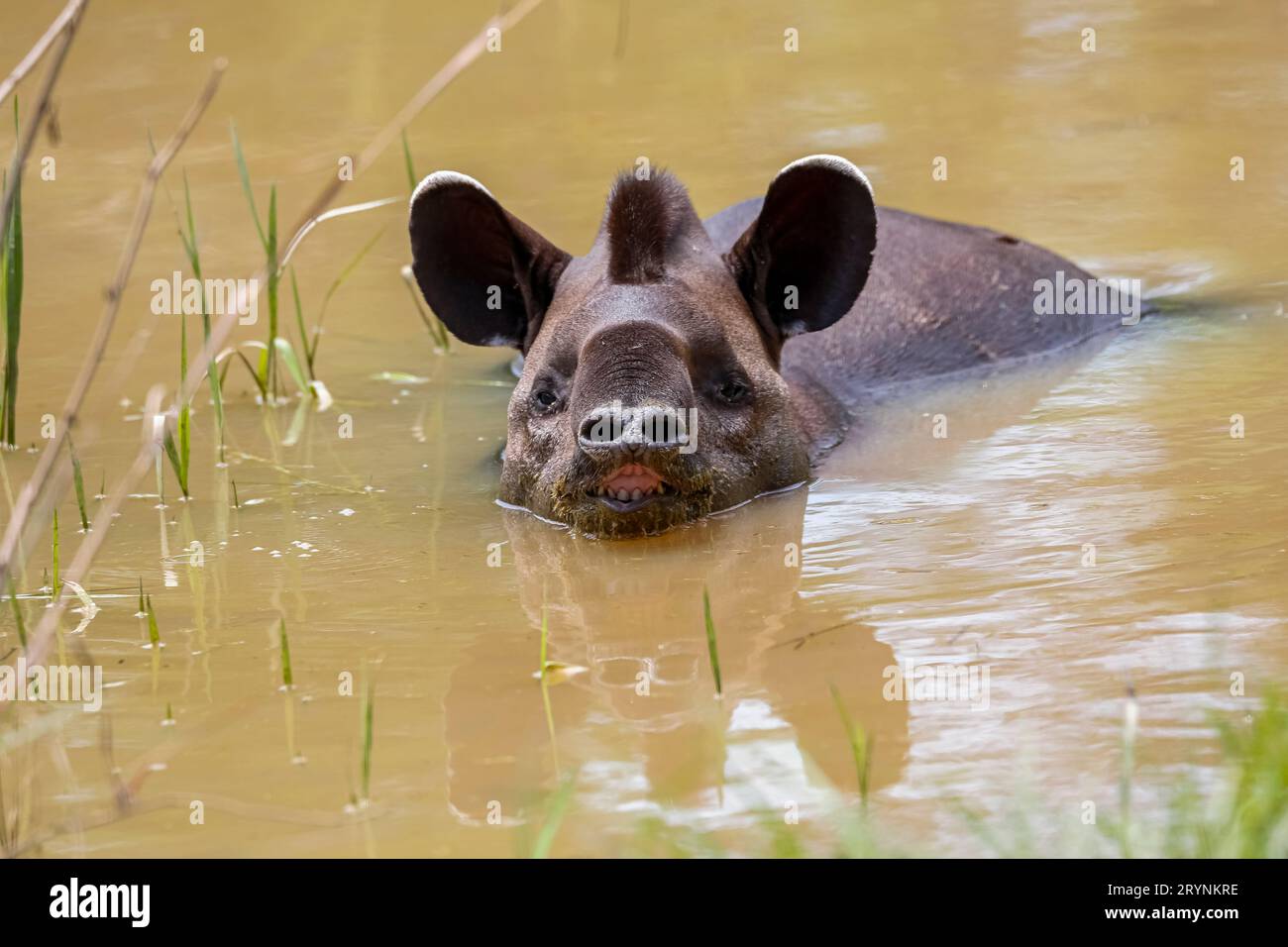 Close-up of a Tapir resting in a muddy pond, facing to camera, Pantanal ...