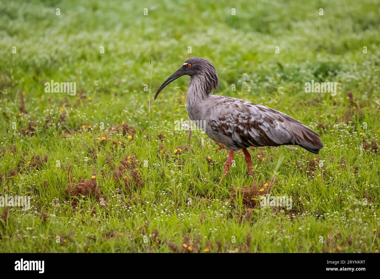 Side view of a Plumbeous ibis foraging on a green meadow, Pantanal ...