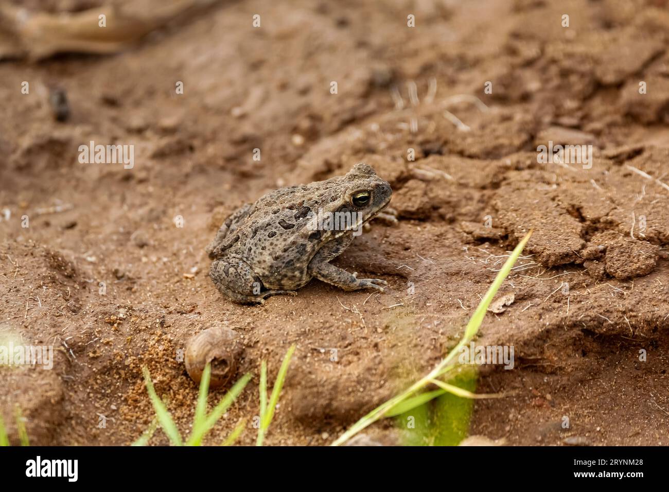 Close-up of a Rococo toad sitting on sandy ground, Pantanal Wetlands ...