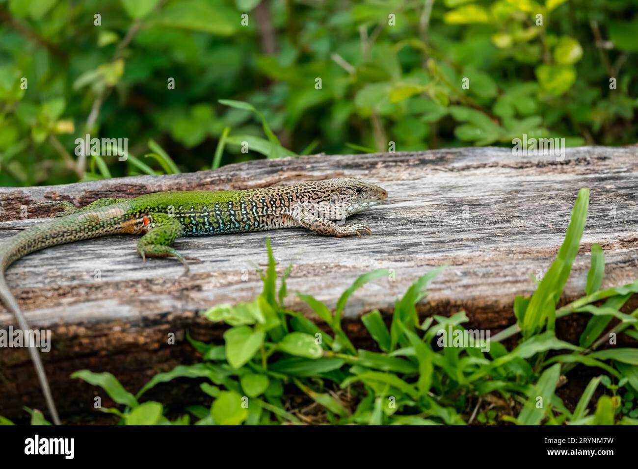 Brazilian lizard hi-res stock photography and images - Alamy