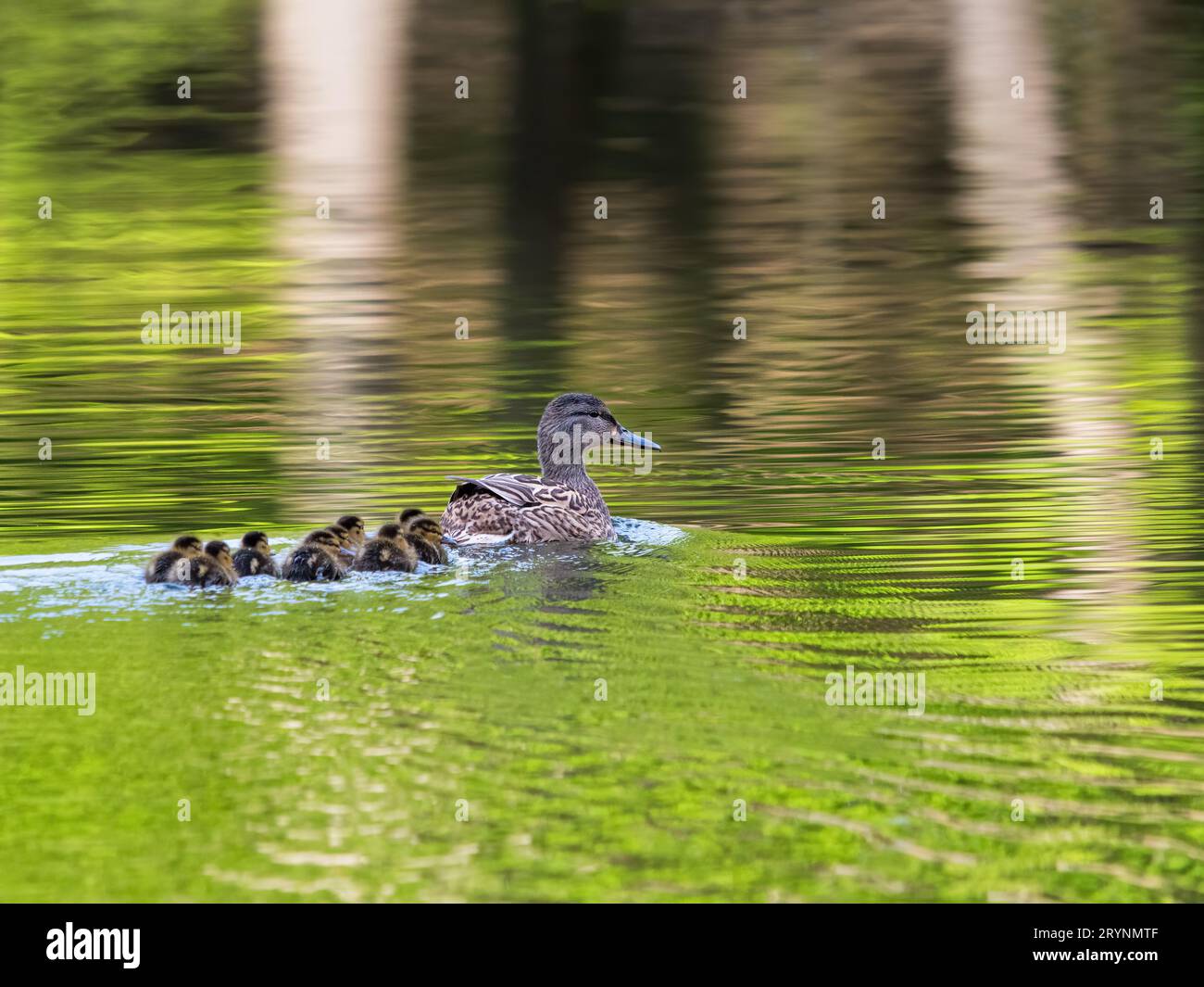 Mallard female duck whit ducklings swims on a lake Stock Photo - Alamy