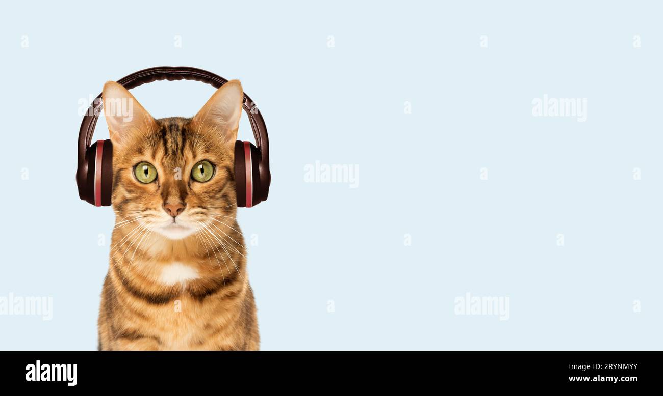 Cat Listening