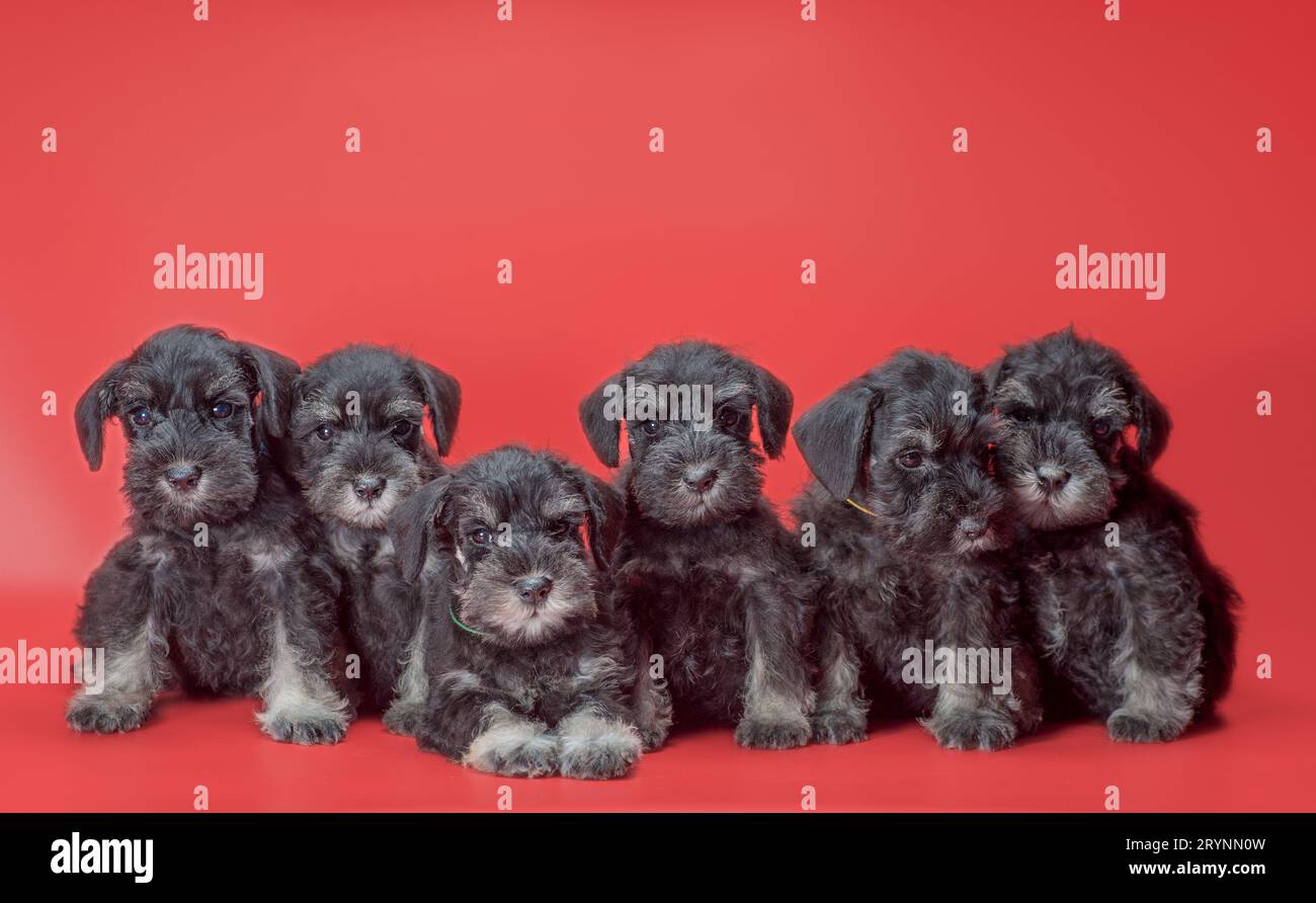 Six miniature Schnauzer puppies sit on a red studio background Stock ...