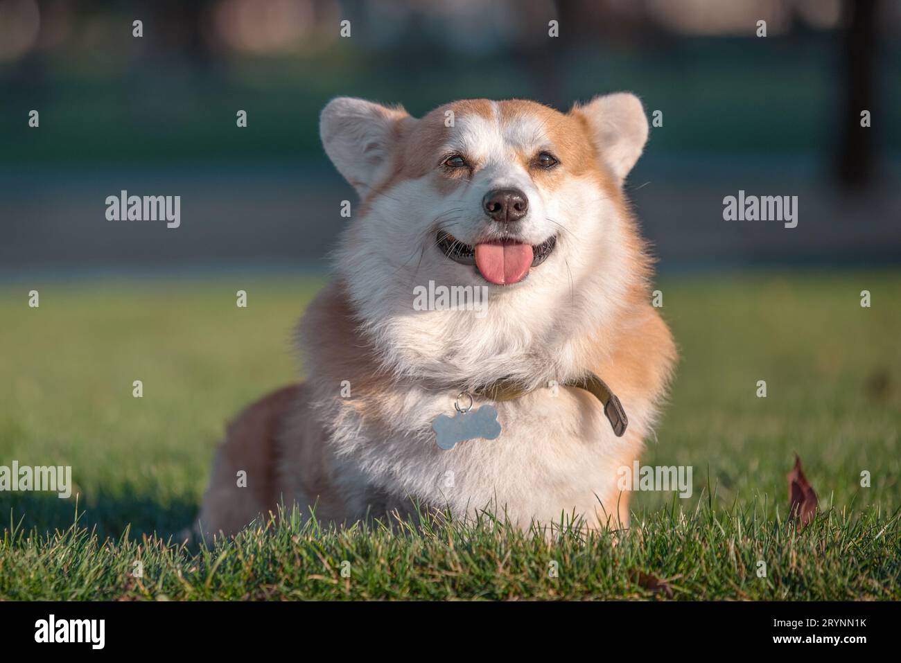 Pembroke Welsh Corgi dog sits on a manicured green lawn in a park in ...