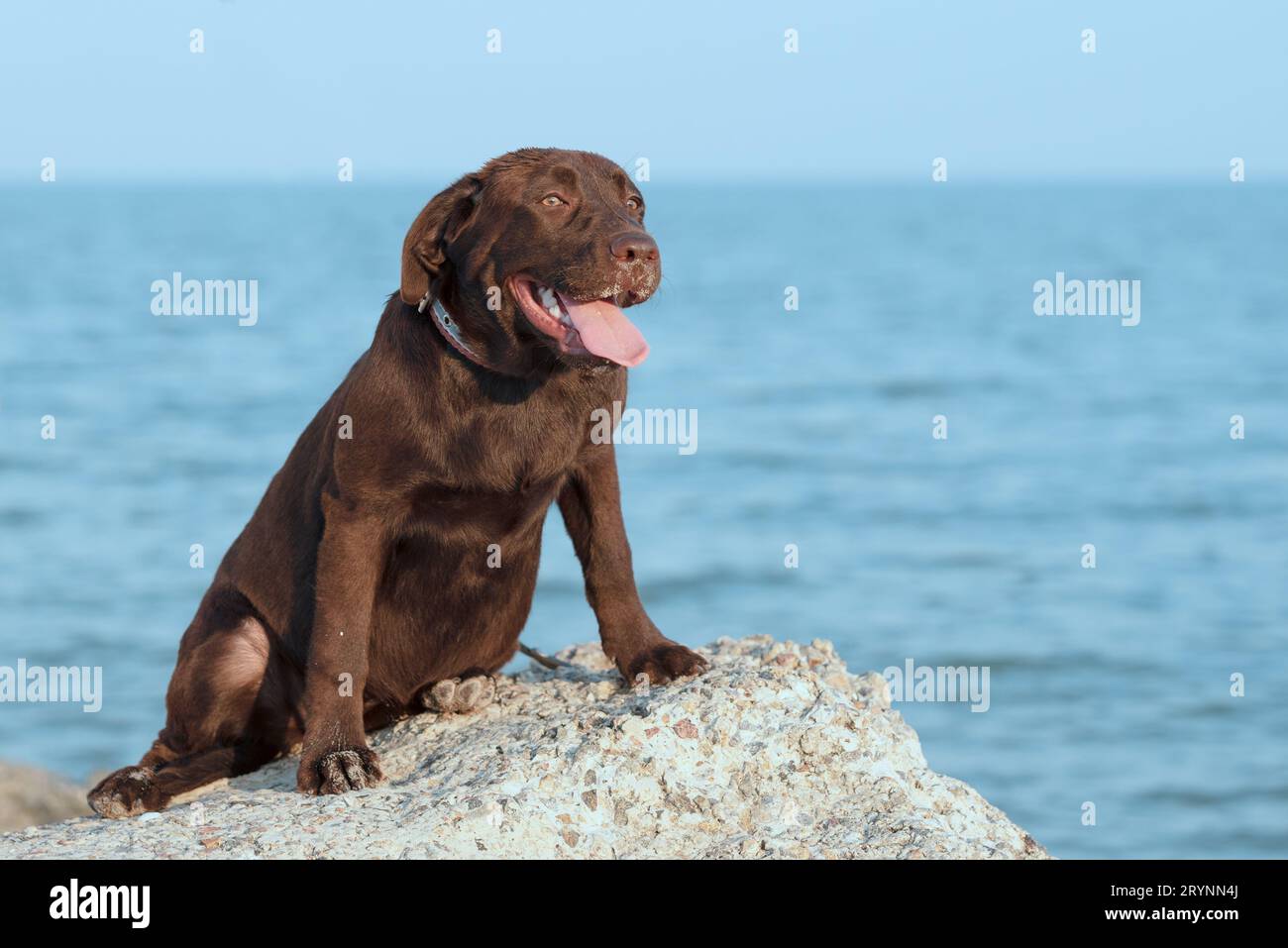 Chocolate-colored labrador puppy sits on a rock against a blue sea ...