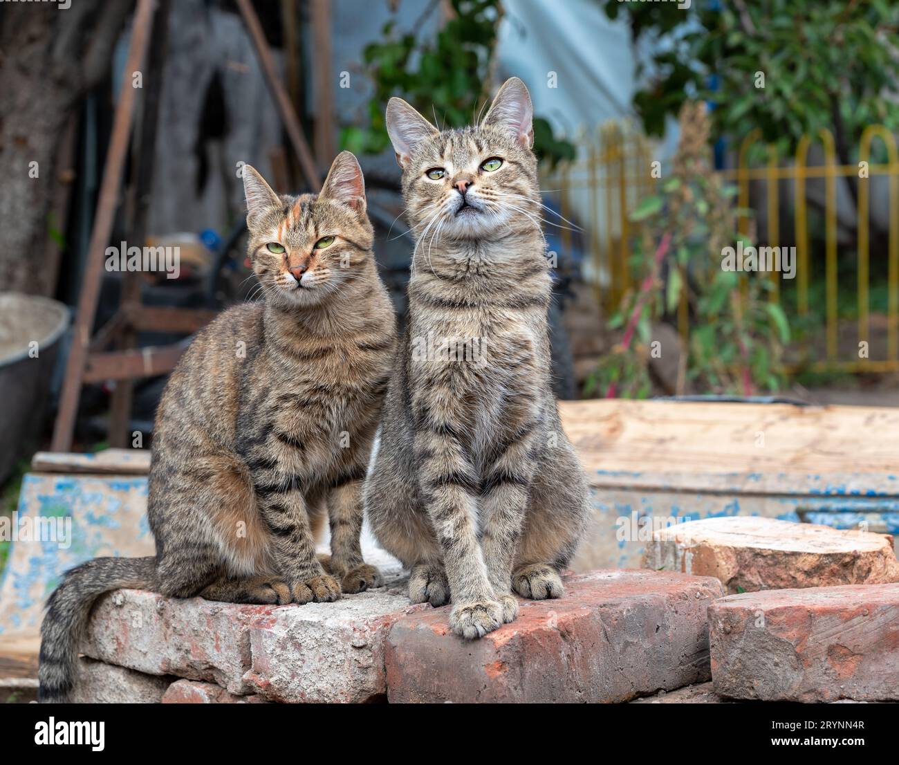 Two stray tabby cats sitting on bricks Stock Photo - Alamy
