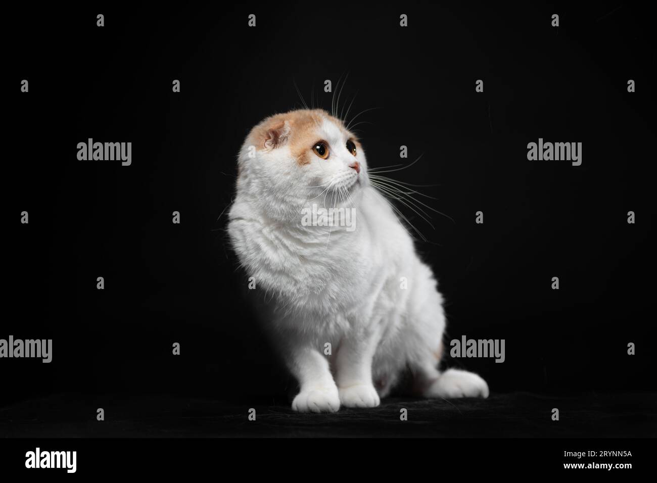 Big scottish cat hi-res stock photography and images - Alamy