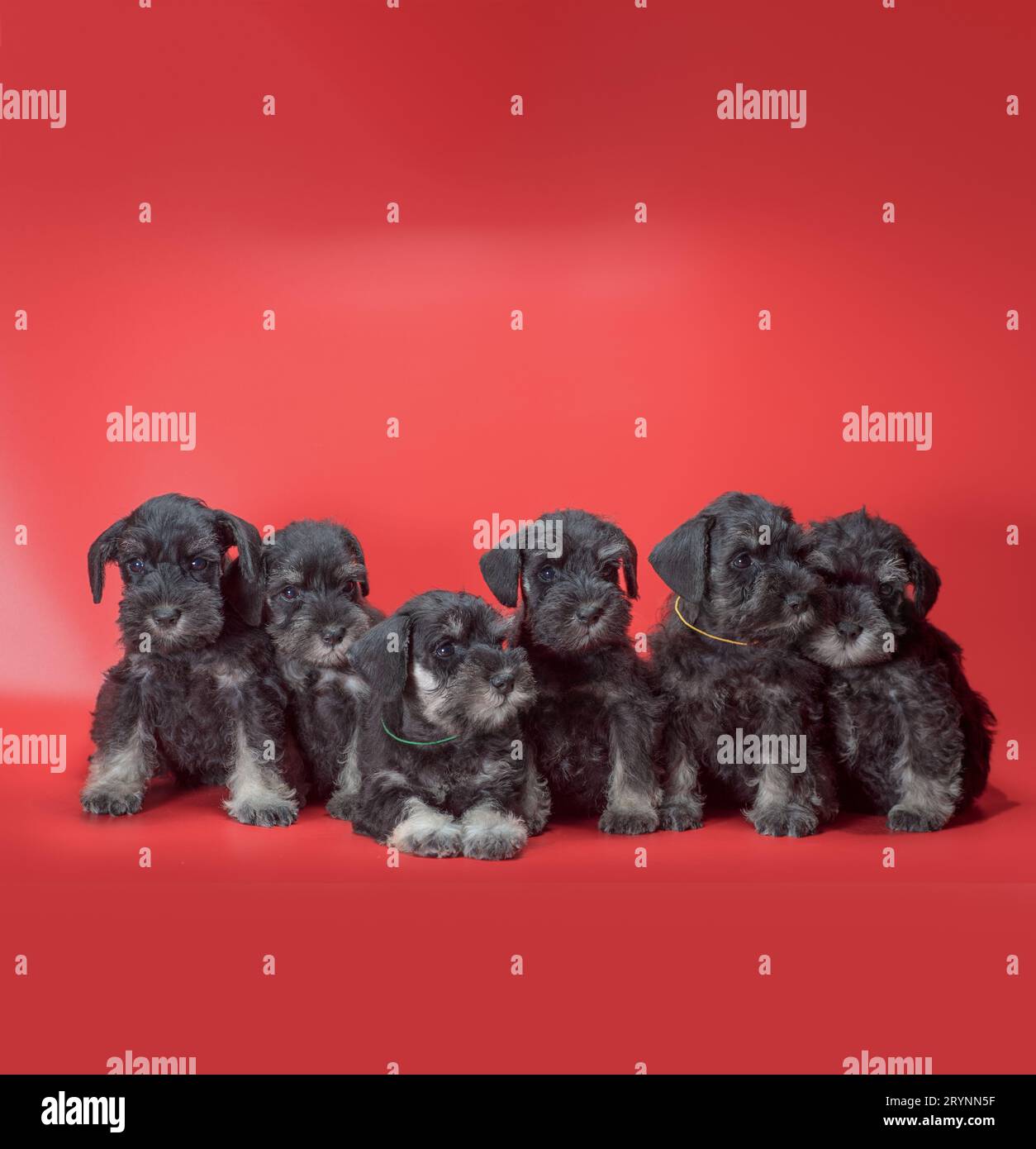 Six miniature Schnauzer puppies sit on a red studio background Stock ...