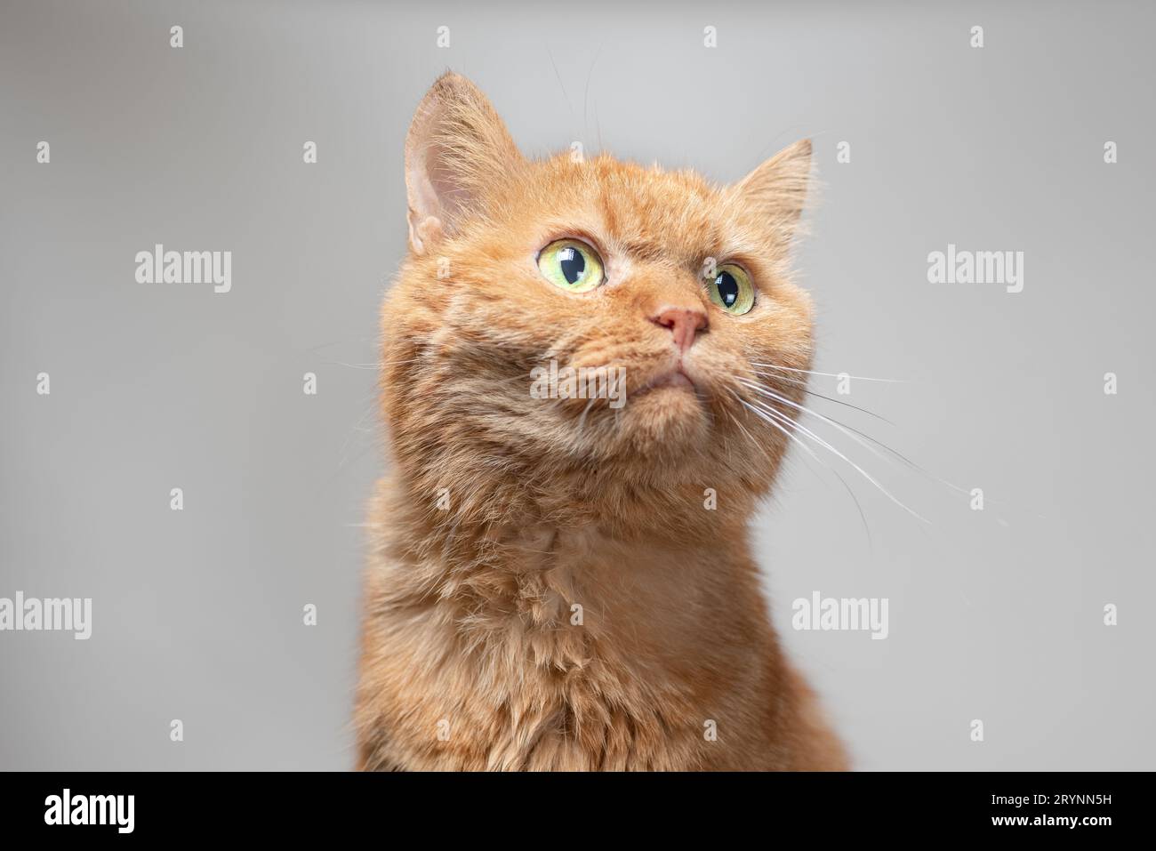 Indignant outraged hi-res stock photography and images - Alamy