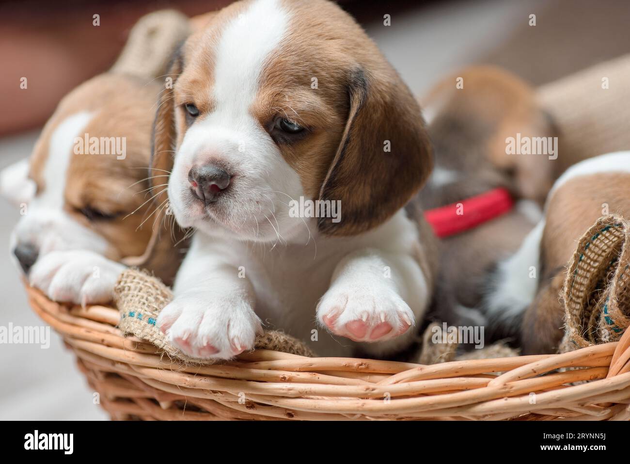 Small beagle puppies in a wicker basket Stock Photo - Alamy