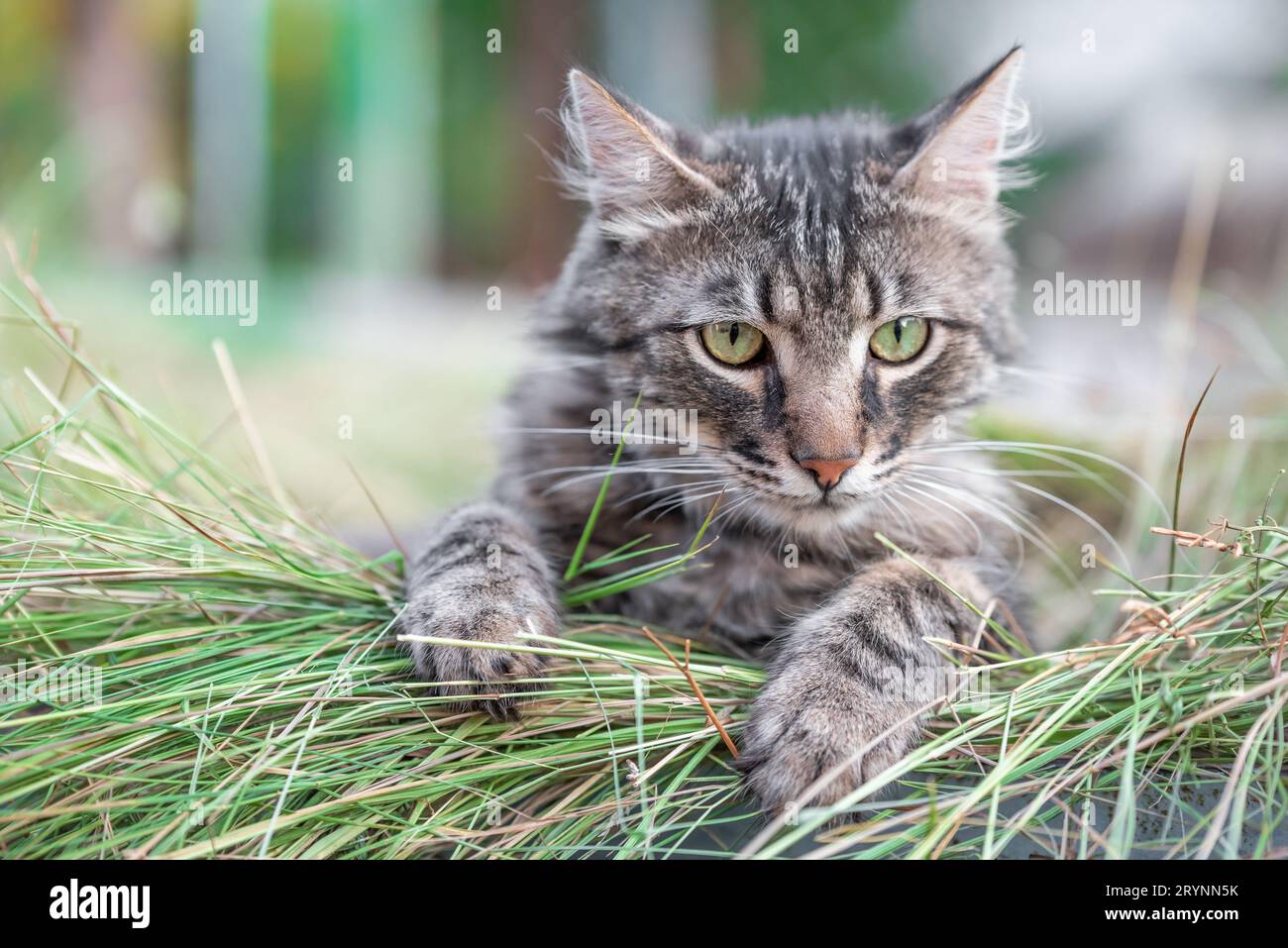 Cat in the manger hi-res stock photography and images - Alamy