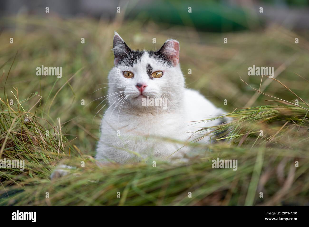Large white cat hi-res stock photography and images - Alamy