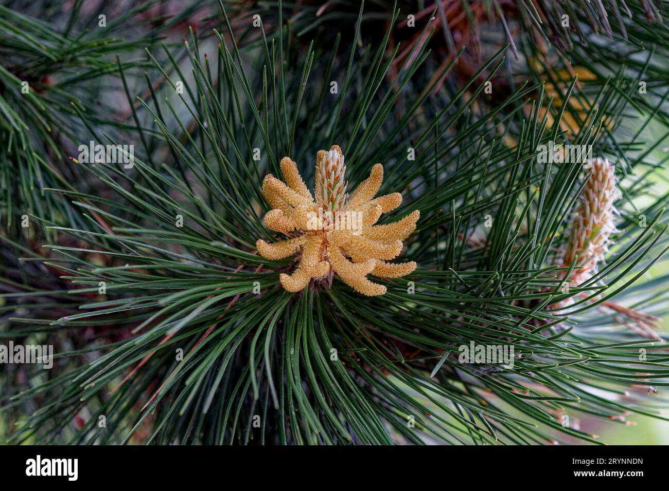 Beginning fir hi-res stock photography and images - Alamy