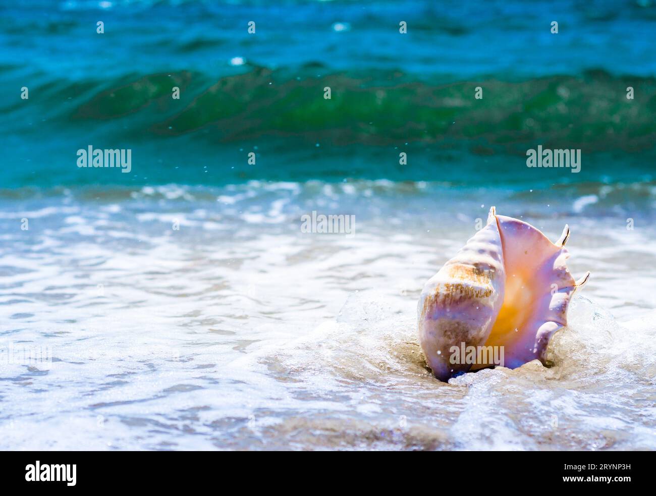 Large huge oceanic shell hi-res stock photography and images - Alamy