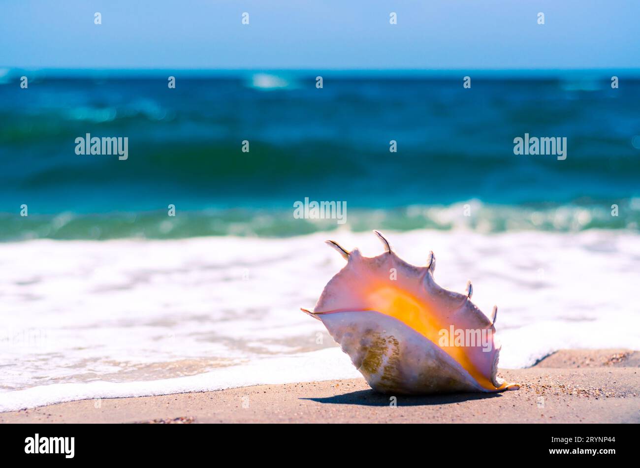 Large huge oceanic shell on the yellow sand against a white foam of the ...