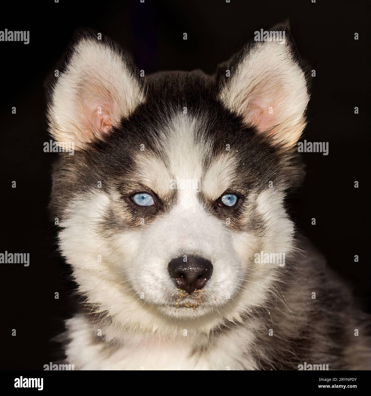 8-Weeks-Old Female Siberian Husky Puppy Head Shot Stock Photo - Alamy